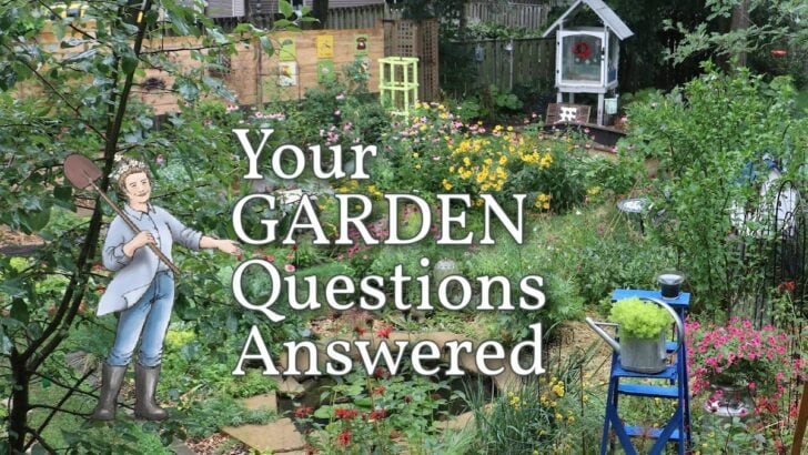 Garden Questions Answered — Empress of Dirt
