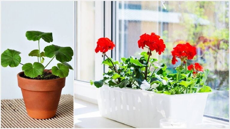 How to Grow Geraniums Indoors as Houseplants