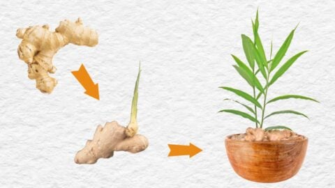 How To Sprout Ginger Root (& Indoor Growing Tips) — Empress of Dirt