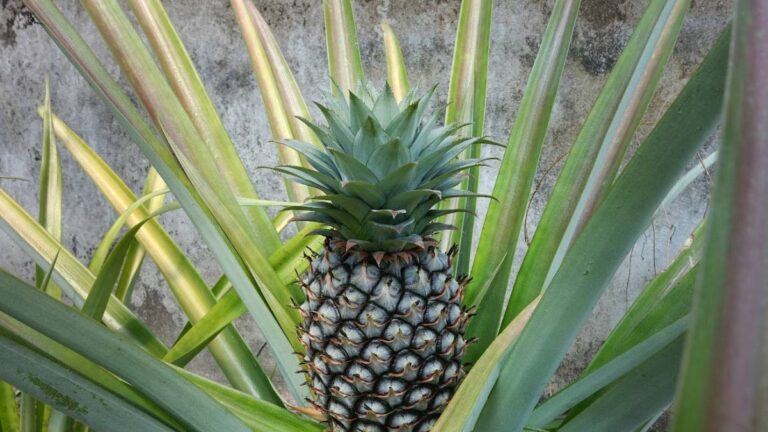 How to Care For a Pineapple Plant (Indoor Houseplant) — Empress of Dirt