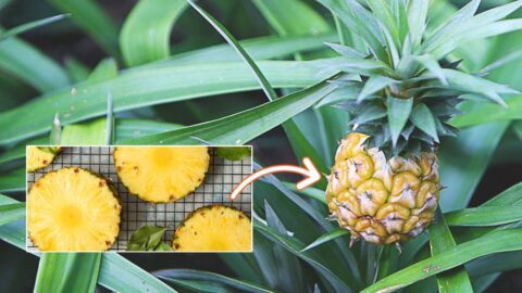 How To Grow Pineapple From Seed (Two Methods)