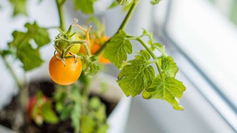 Growing Peas Indoors: From Seed to Harvest in Your Home