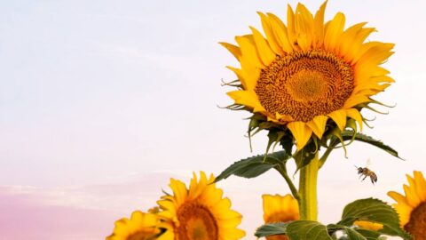 12 Tips for Growing Giant Sunflowers — Empress of Dirt