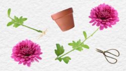 How to Grow Mums From Cuttings — Empress of Dirt