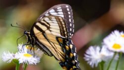 How to Identify Butterflies in Your Garden — Empress of Dirt