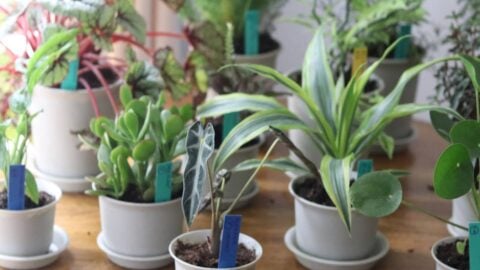 How to Increase Humidity For Houseplants (What Works)