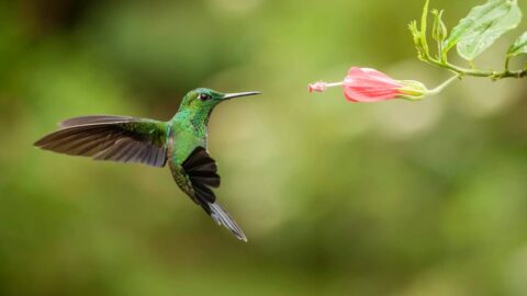 Do You Know Hummingbirds? Take the Quiz and Find Out! — Empress of Dirt