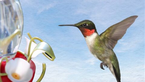 Do You Know Hummingbirds? Take the Quiz and Find Out! — Empress of Dirt