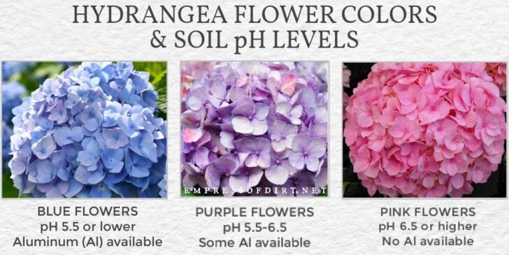 How to Change Hydrangea Flowers From Pink to Blue (or Vice Versa)