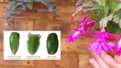 Christmas Cactus or Thanksgiving? How to ID Your Plant