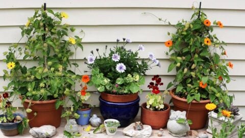 8 Creative Themes to Bring Your Dream Garden to Life