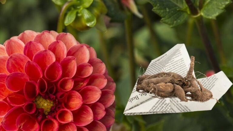 How To Store Dahlia Tubers For Winter (Best Options)