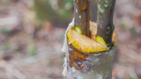 What is Plant Grafting? Beginner Tips For Home Gardeners