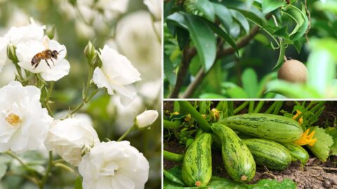 How to Know Which Vegetable & Fruit Crops Need Pollinators