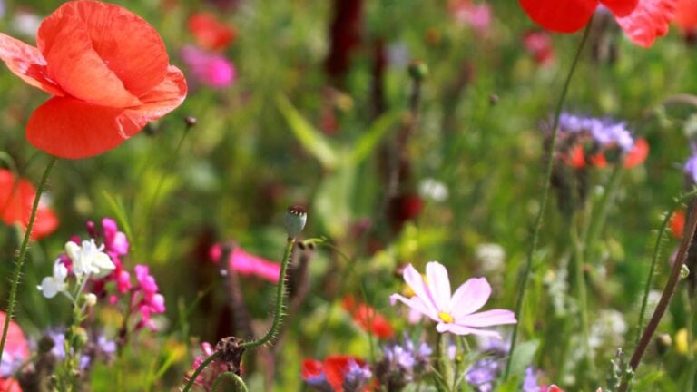 Want Lots of Pollinators? Grow a Diverse Selection of Plants