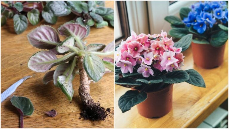 How to Propagate African Violets (Step-By-Step Tutorial)