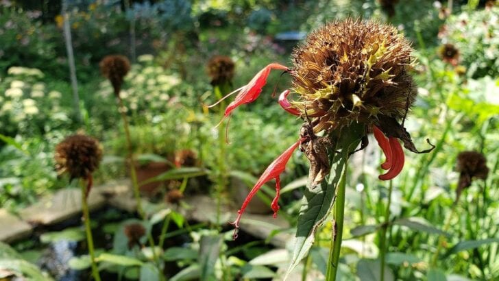 25 Annual & Perennial Flower Seeds to Sow in Fall (Printable List)