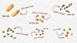 How To Scarify Seeds Before Sowing For Better Germination Rates