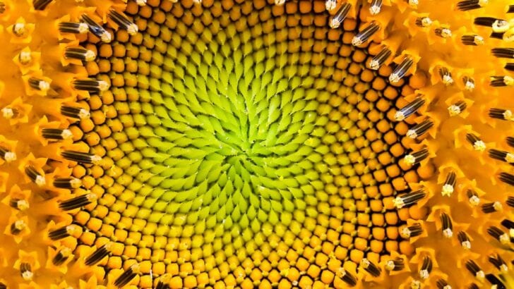 The Beauty of the Fibonacci Sequence in the Garden — Empress of Dirt