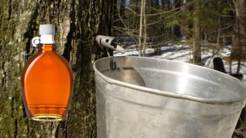 How to Tap Trees for Syrup in Your Garden — Empress of Dirt