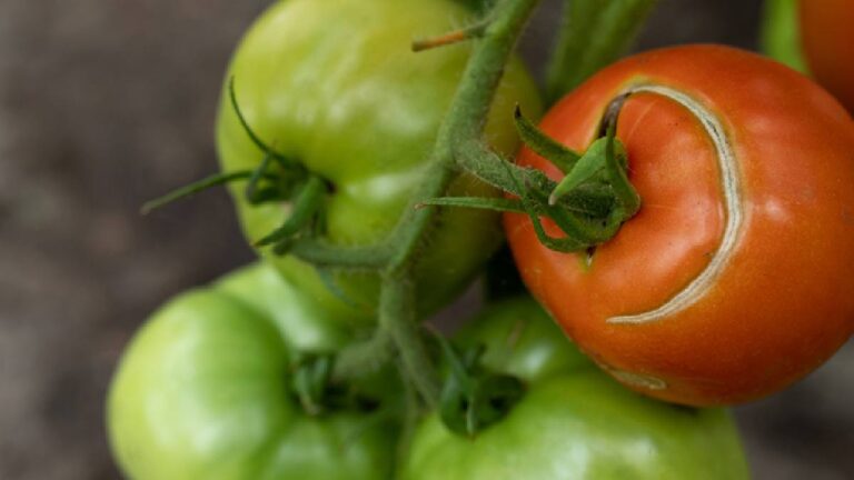 Why Tomatoes Split or Crack—and What to Do