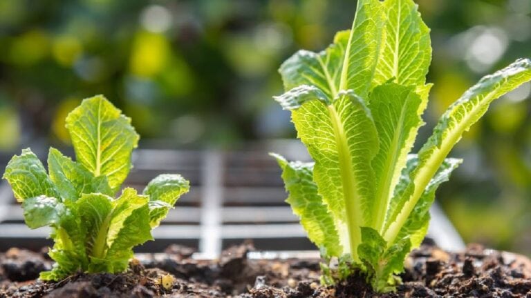 How to Grow Your First Vegetable Garden (Right Now)