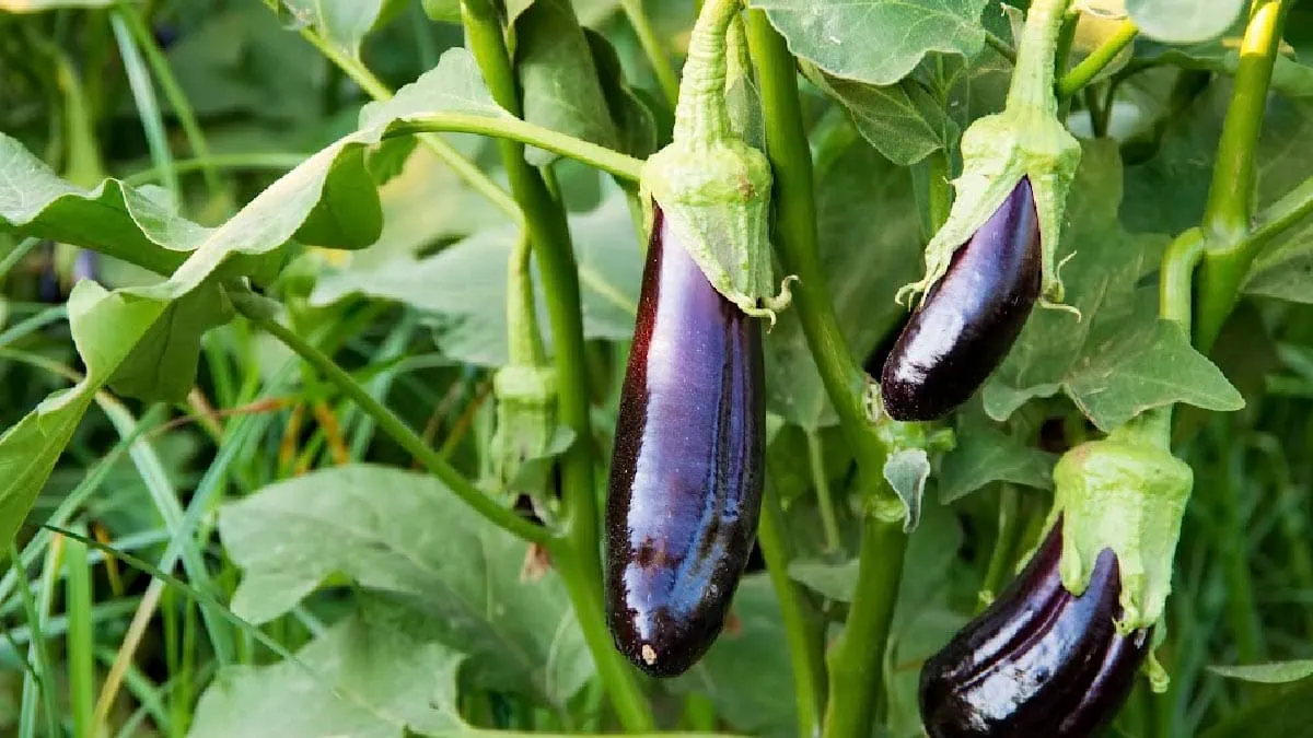 10 Best Vegetables for Drought Soils — Empress of Dirt