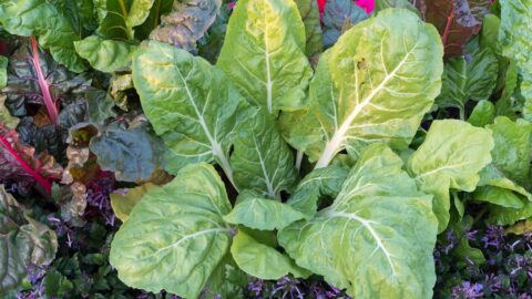 25 Vegetables You Can Grow in Shade