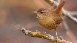 Make a House Wren Nesting Box (Free Plans)