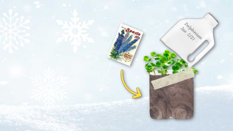 The Complete Guide to Winter Sowing Seeds: Tips & Timing