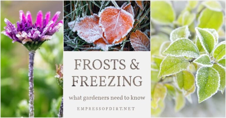 Understanding Frosts & Freezing: What Gardeners Need to Know