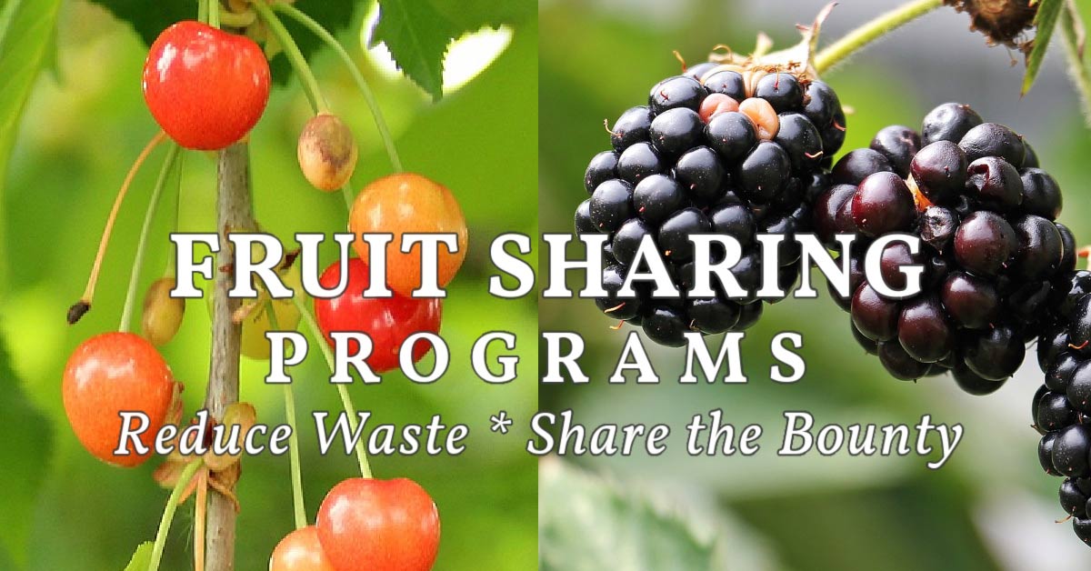 More Than You Can Pick? Join a Local Fruit Sharing Program — Empress of ...