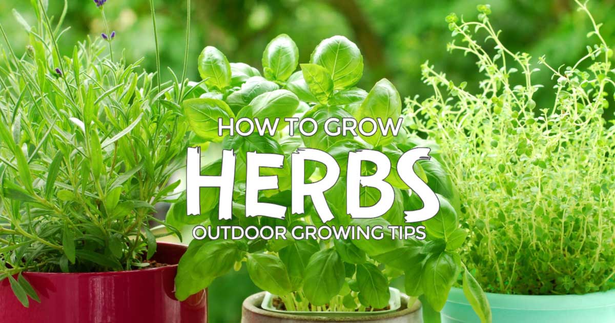 How to Grow Herbs Outdoors (Beginner's Guide) | Empress of Dirt
