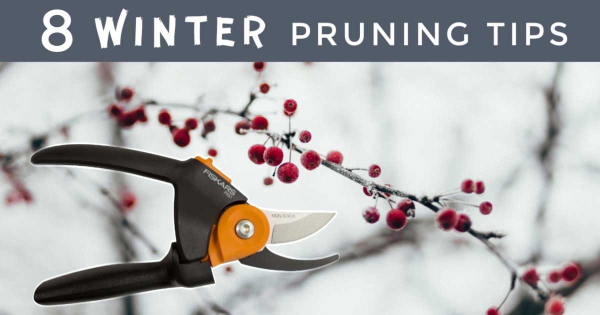 What to Prune in Winter | Empress of Dirt