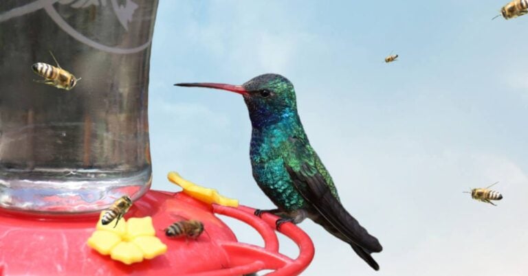 How to Feed Hummingbirds Without Attracting Bees — Empress of Dirt