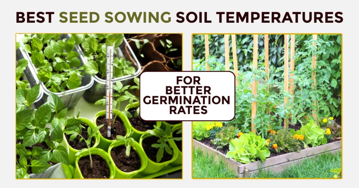 Best Soil Temperatures for Sowing Seeds | Empress of Dirt