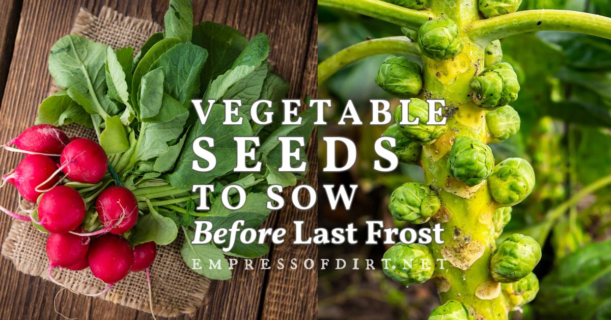 22 Vegetable Seeds to Direct Sow in Spring — Empress of Dirt