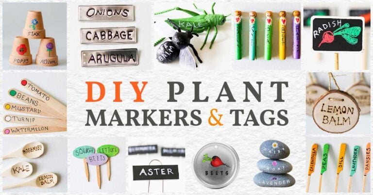 Seed Storage: Top Tips For Storing Seeds at Home