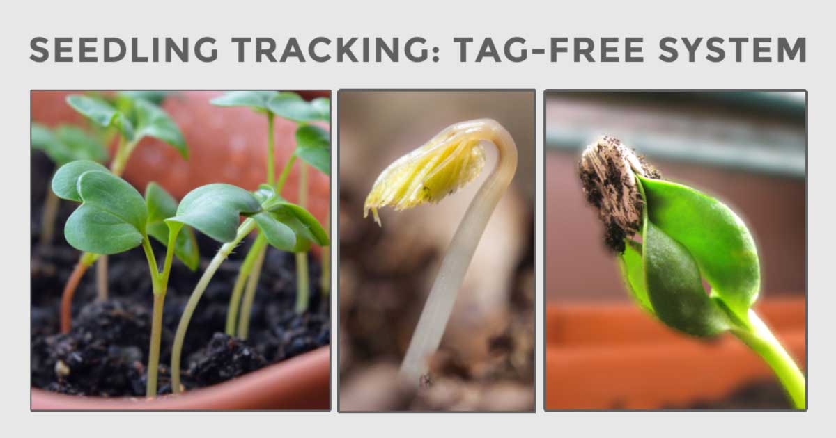 How To Track Indoor Seedlings Without Plant Tags — Empress of Dirt