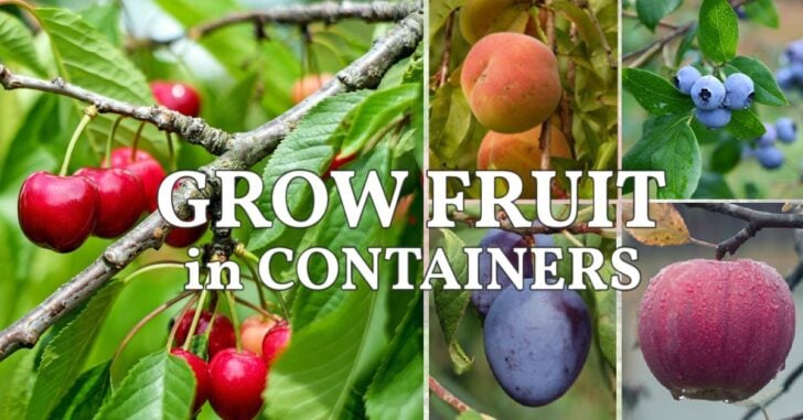 12 Best Fruits to Grow in Pots — Empress of Dirt