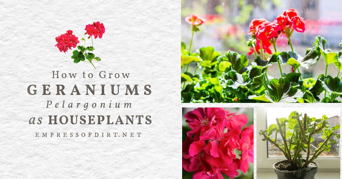 How to Grow Geraniums Indoors as Houseplants