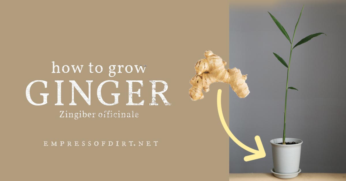 Easy Way to Grow Ginger Root Indoors | Empress of Dirt
