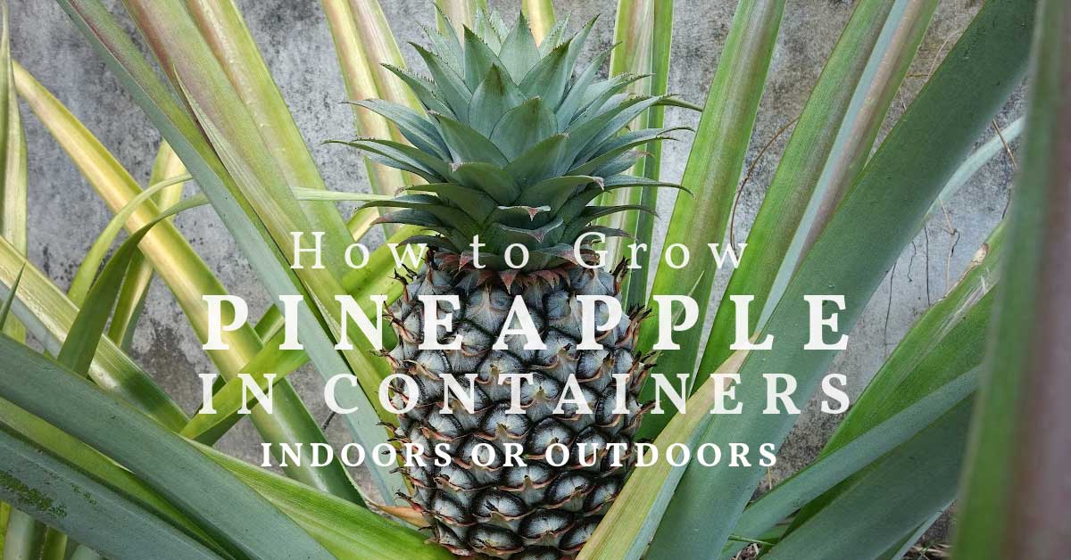 How To Care For Pineapple As a Houseplant | Empress of Dirt