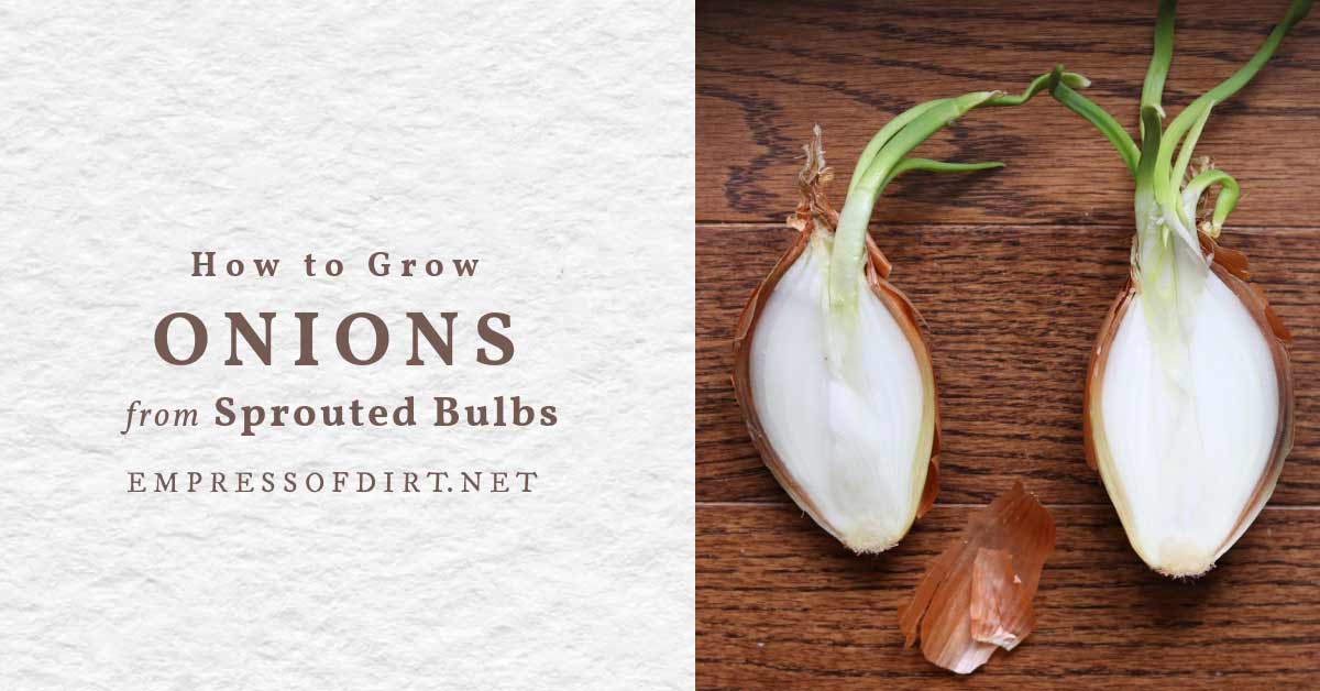 How to Regrow Sprouted Onion Bulbs | Empress of Dirt