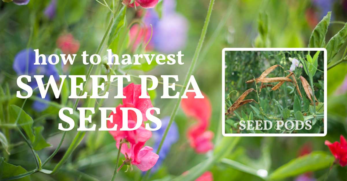 How to Save Sweet Pea Seeds For Future Sowing — Empress of Dirt
