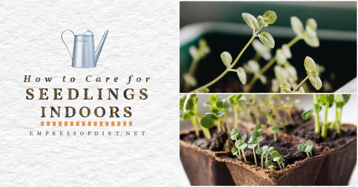 How to Care for Indoor Seedlings — Empress of Dirt