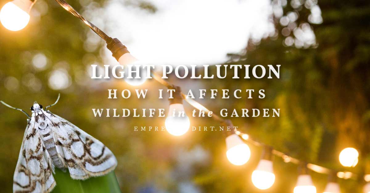 How Light Pollution Affects Life in the Garden