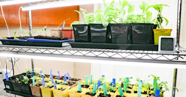How to Grow Vegetables Indoors (Easy Beginner’s Guide)