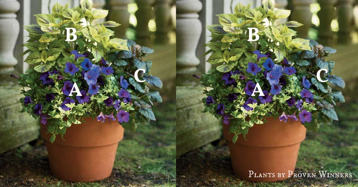 Container Combinations Proven Winners