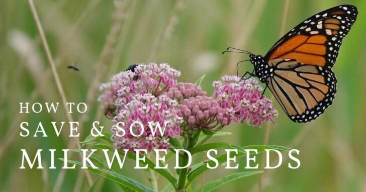 How To Cold Stratify Seeds (Including Fridge Stratification Method)